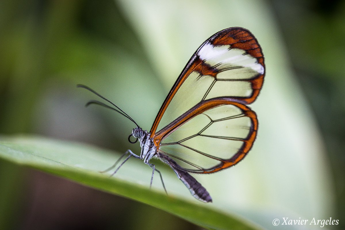Jardin botanique d’Amsterdam – Xavier Argeles Photographies
